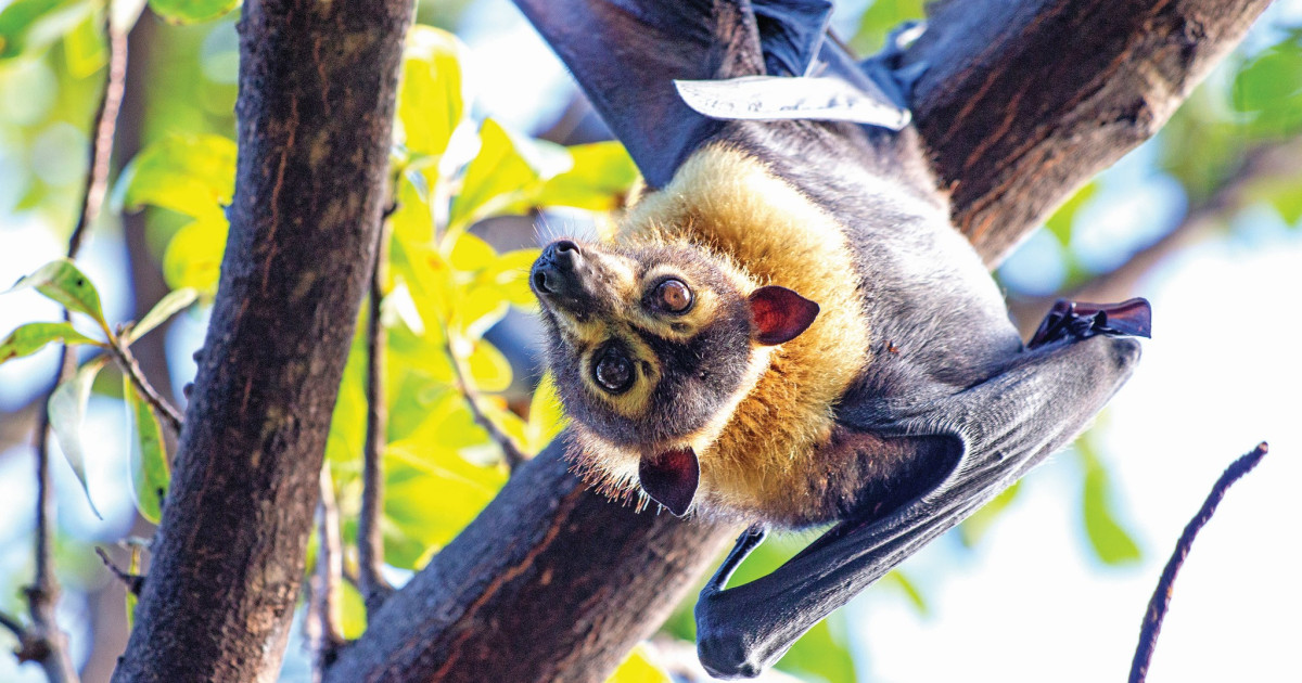 Flying Fox Relocation Extended | Cairns Local News - Free to read No ...