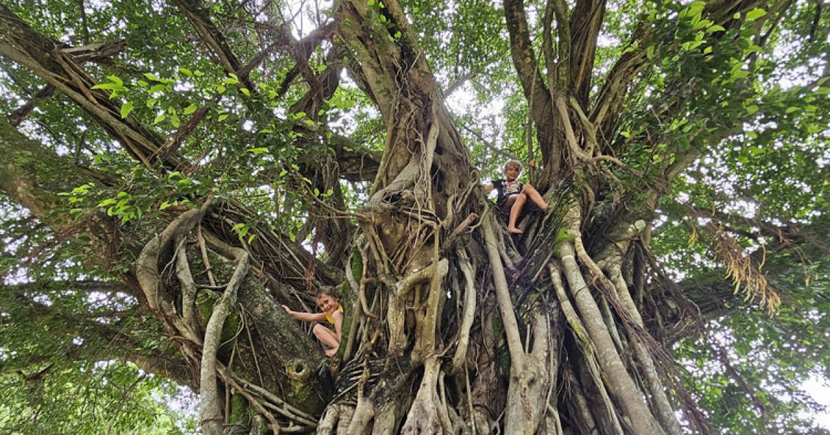 Figgin’ good times for boys | Cairns Local News - Free to read No ...